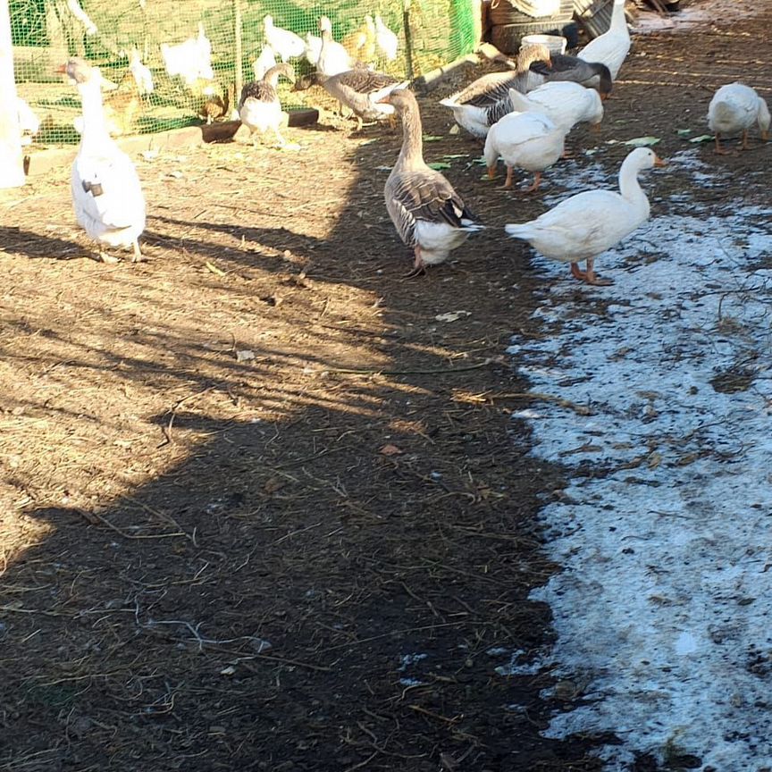 Гуси,куры