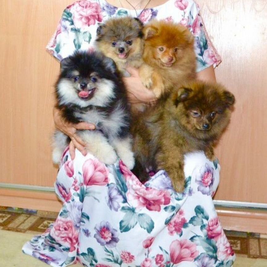 Шпиц