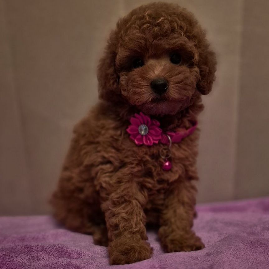 Той-пудель, щенок