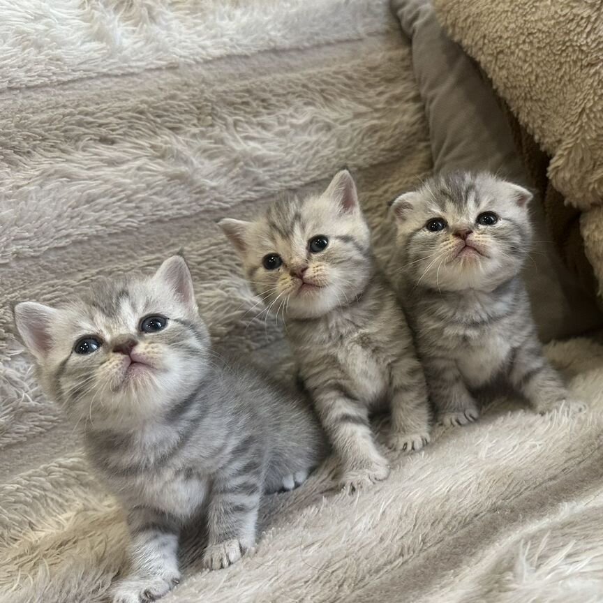 Шотландские котята