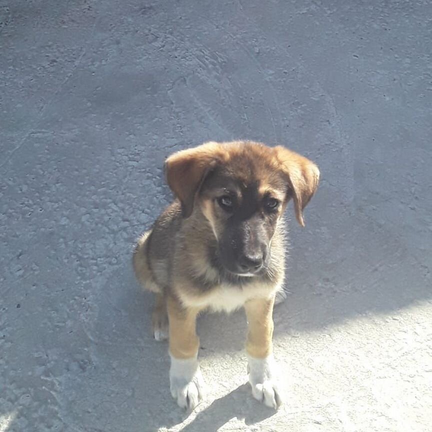 Щенок хорошим хозяевам