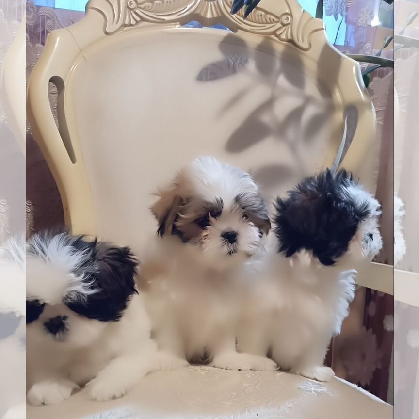 Мальтипу, щенок