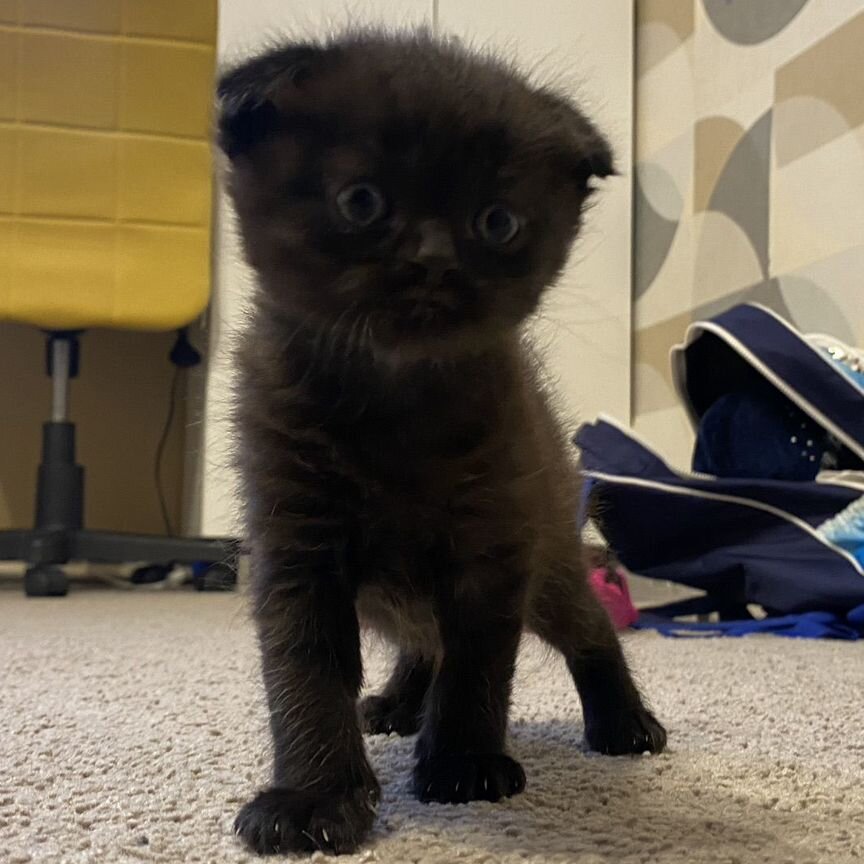 Шотландские вислоухие котята