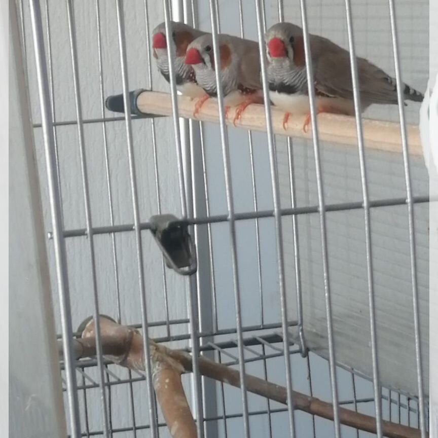 Зебровые амадины, Москва