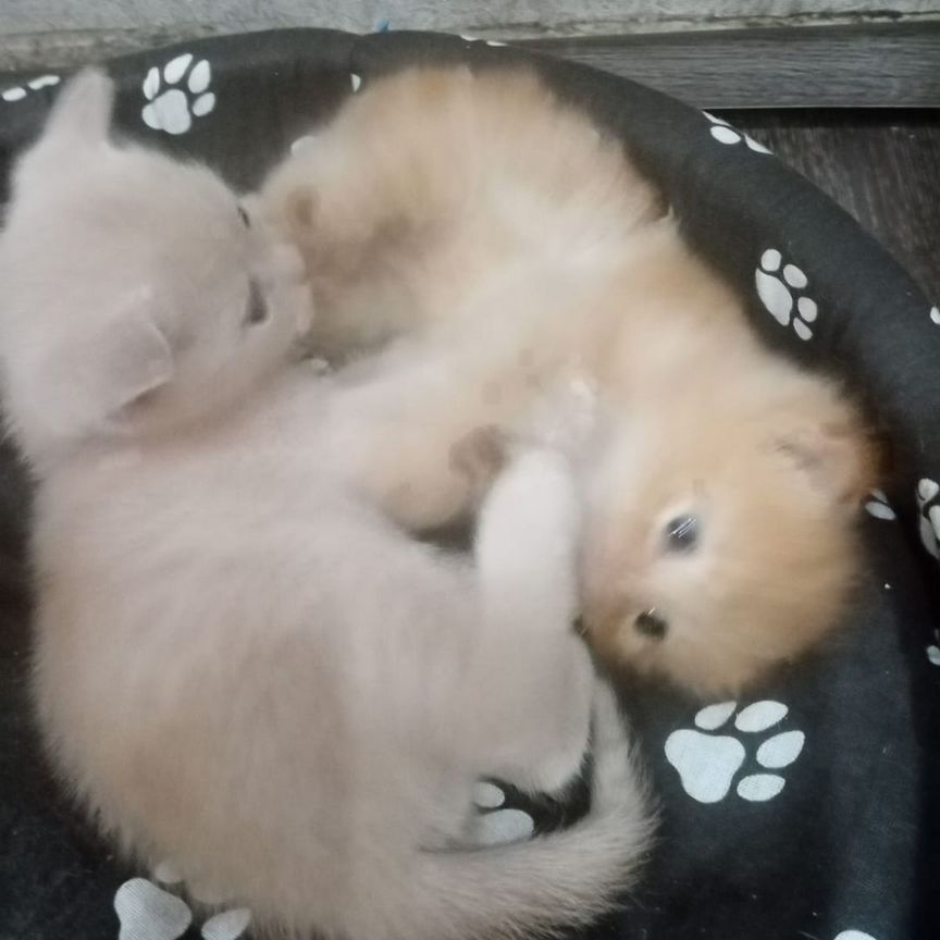 Отдам котят в добрые руки