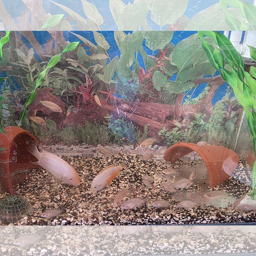 Рыбки цихлиды Розовые Фламинго