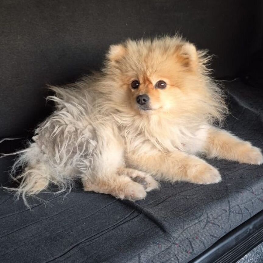 Померанский шпиц, взрослый пёс