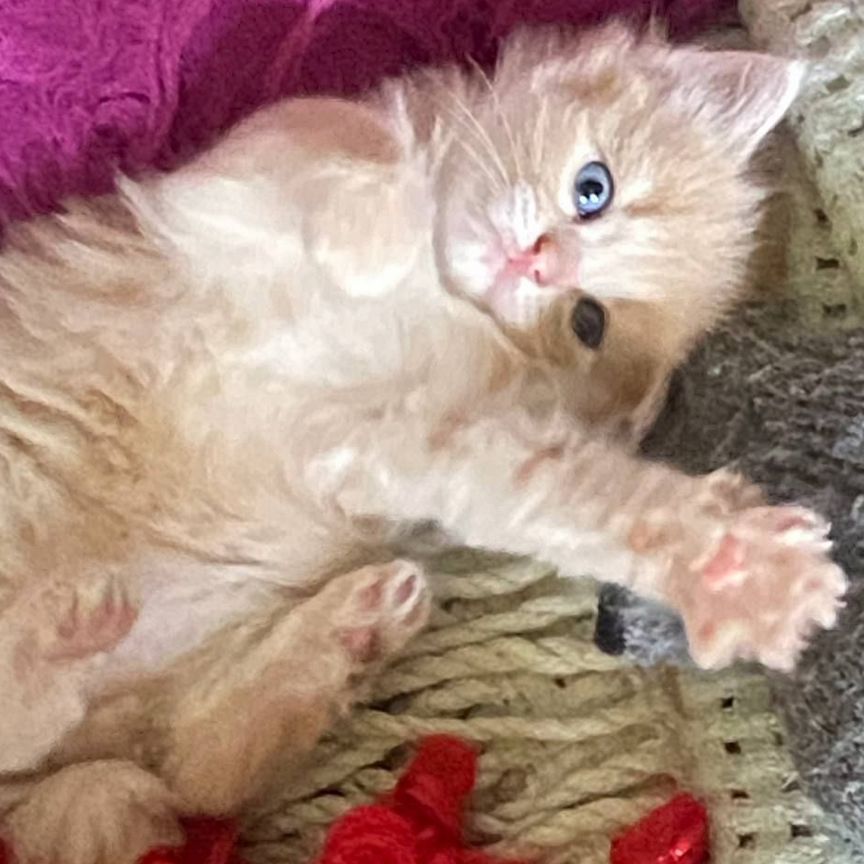 Котёнок в добрые руки