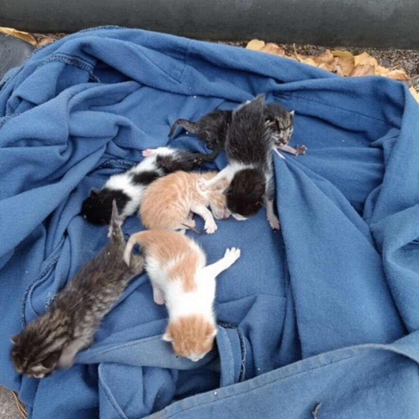 Котята Помощь