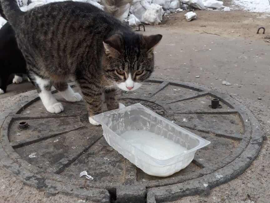 Бедный котик ищет дом