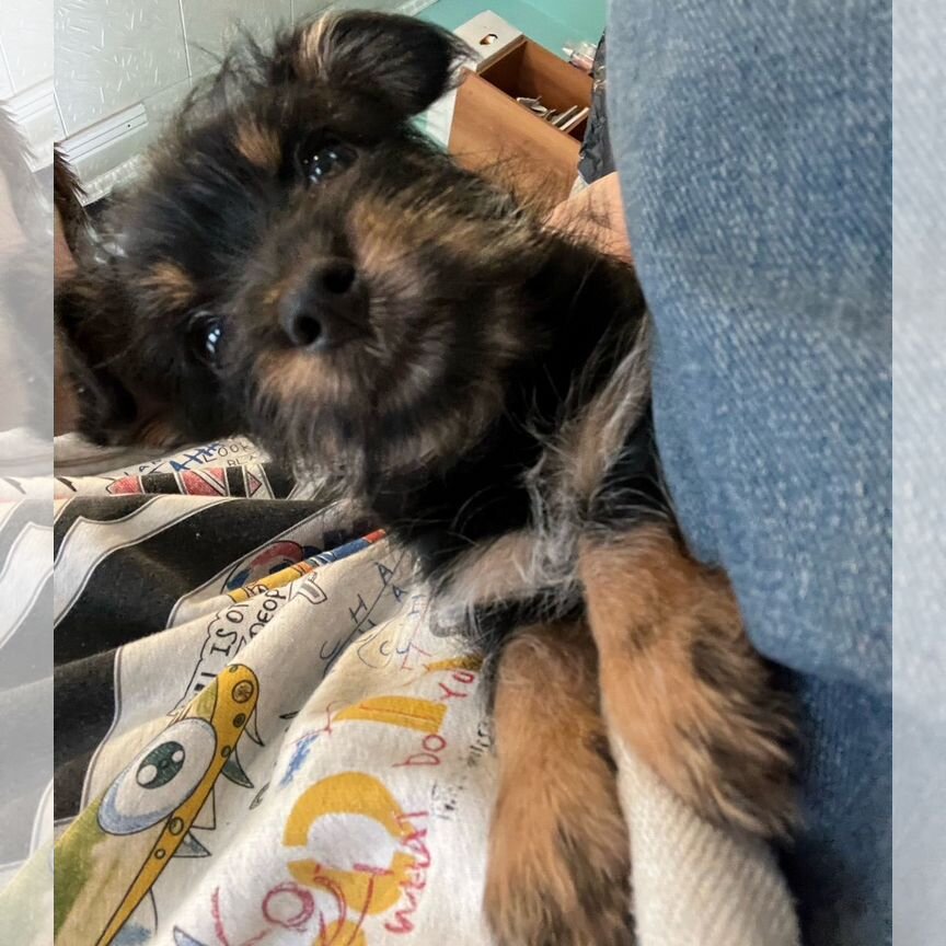 Йоркширский терьер, щенок