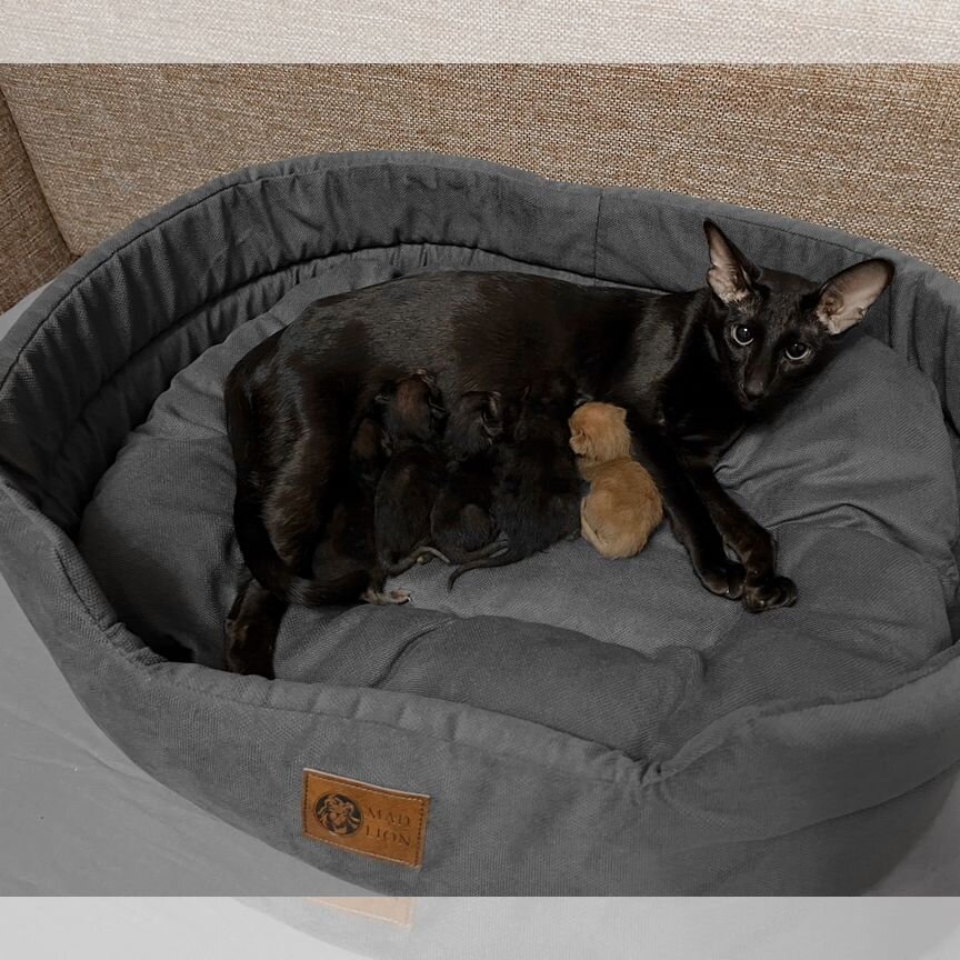 Ориентальный котёнок