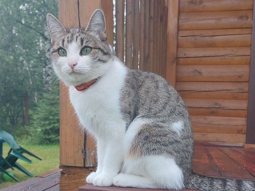Кошка