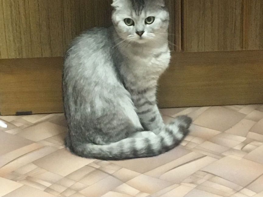 Шотландская вислоухая кошка бесплатно