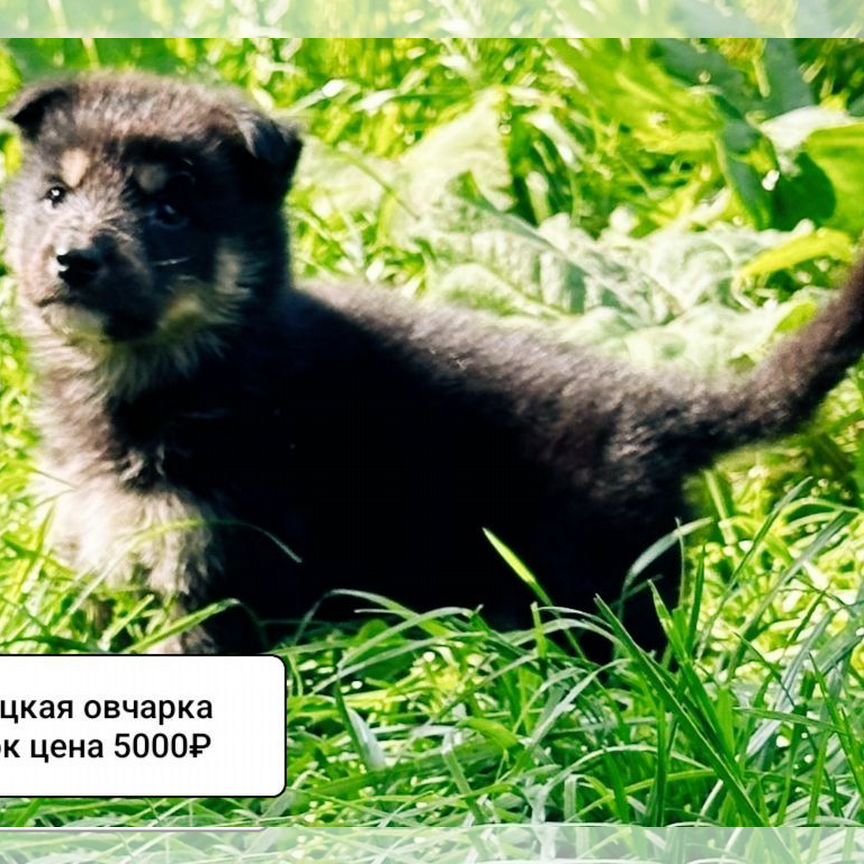 Щенок в добрые руки