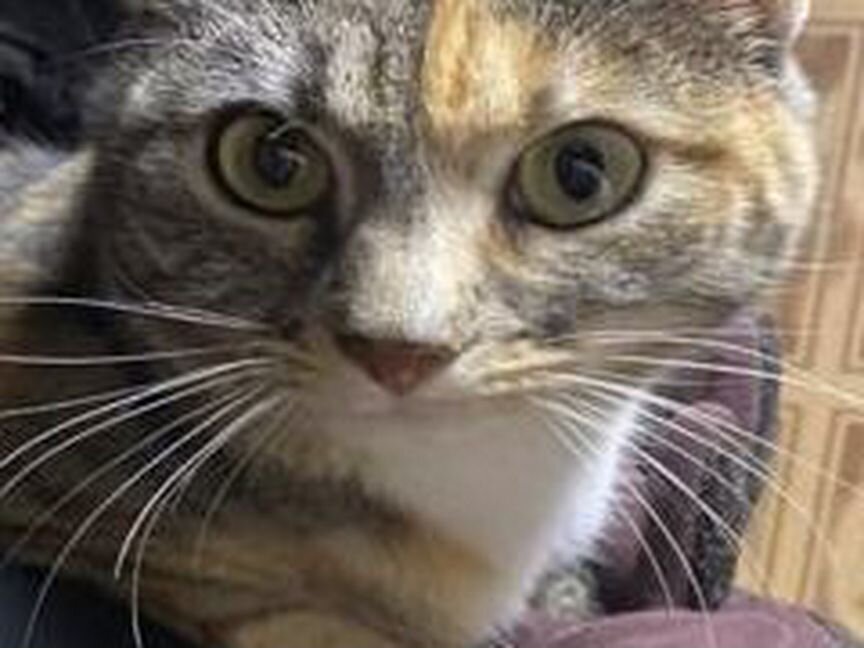 Европейская короткошерстная