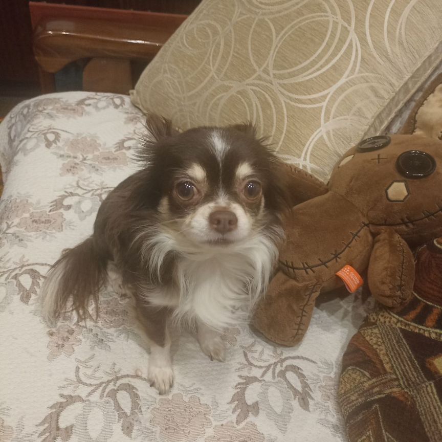 Чихуахуа мини мальчик