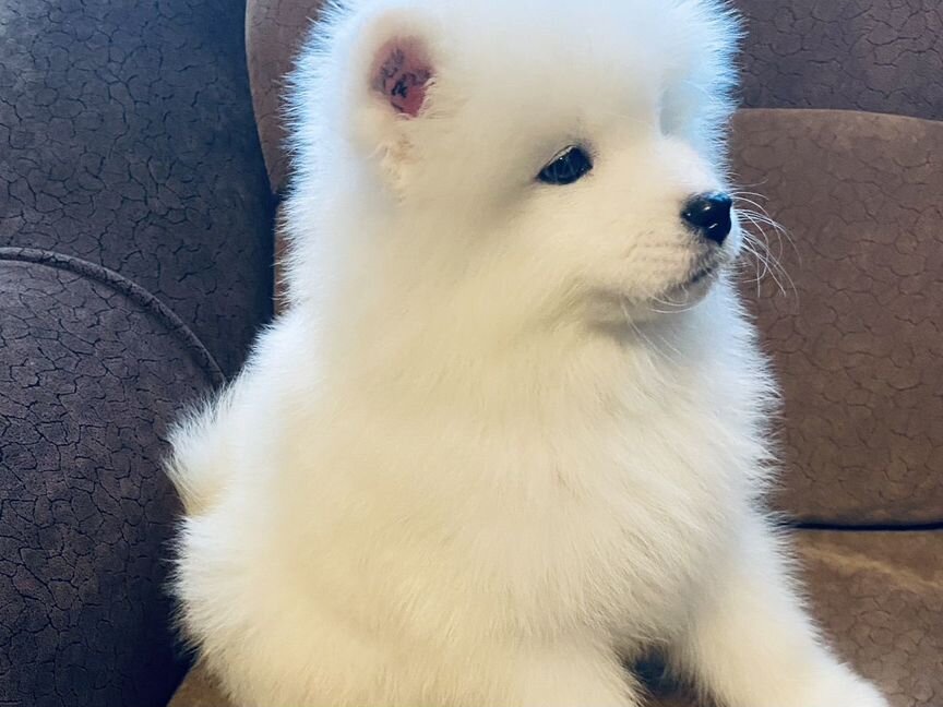 Самоедская лайка в Новом Году