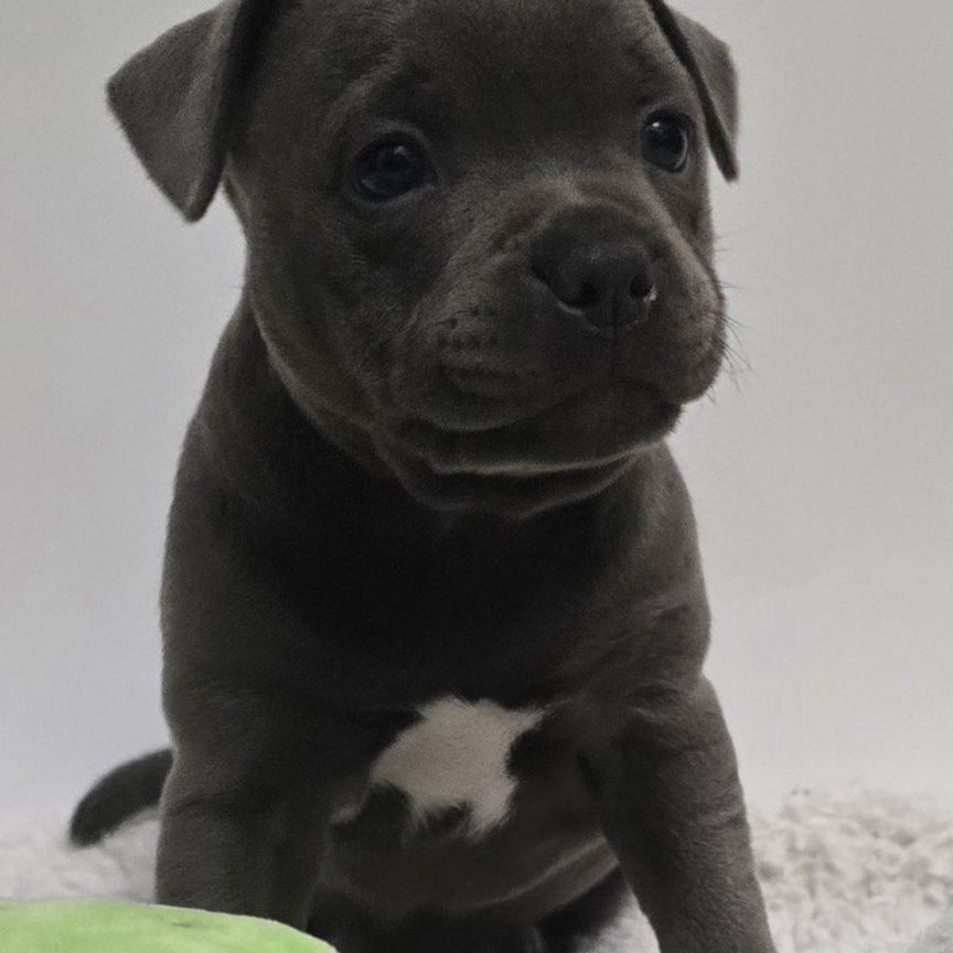 Стаффордширский бультерьер