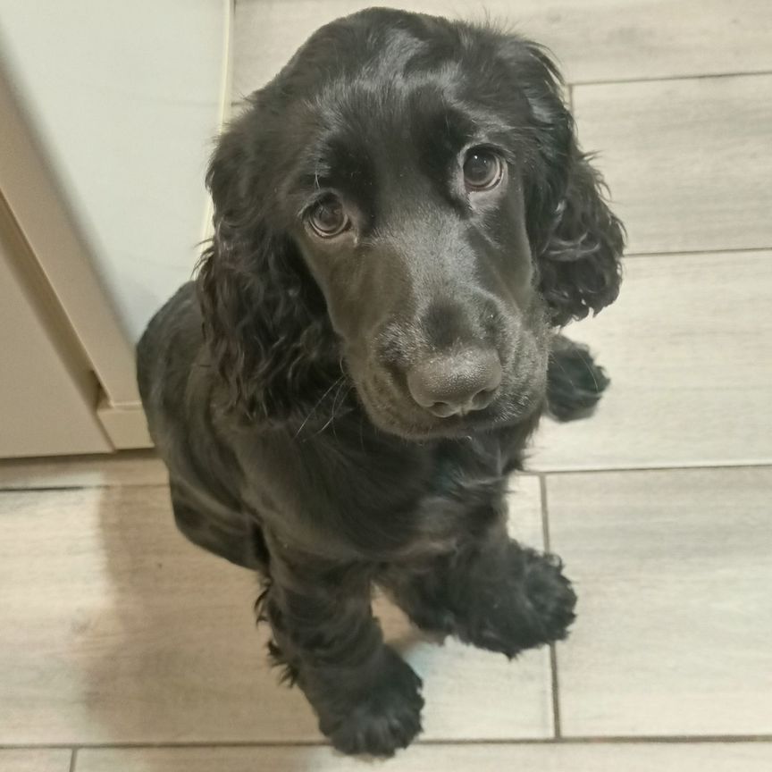 Английский кокер-спаниель, щенок