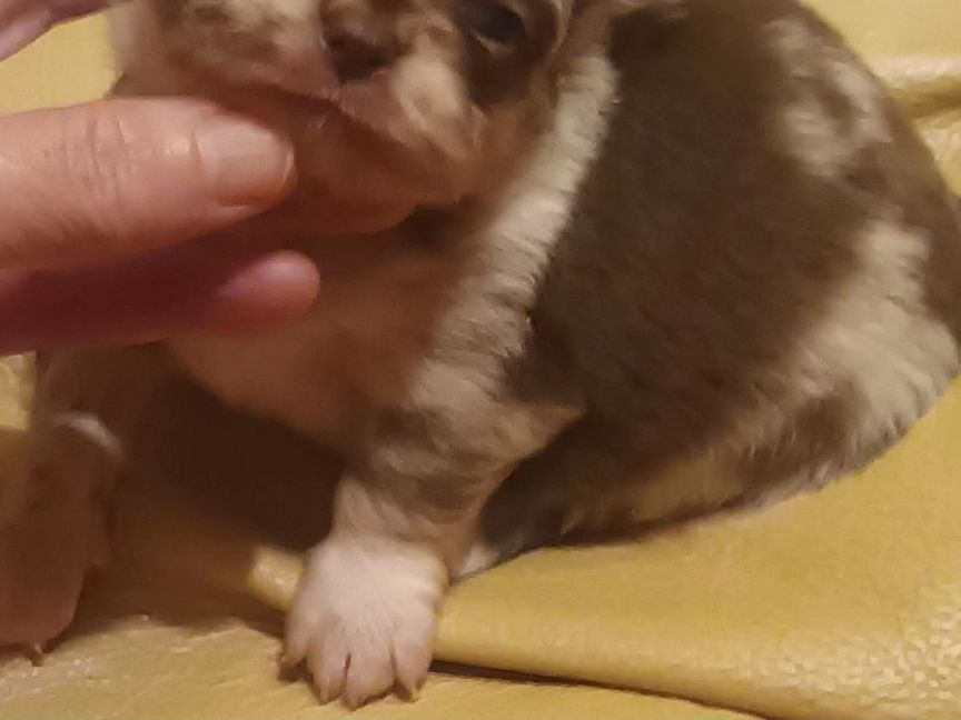 Чихуахуа шоколадный мрамор 2