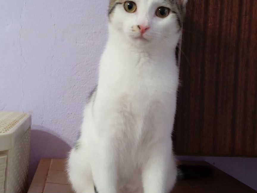 Котенок белый полосатый кошка