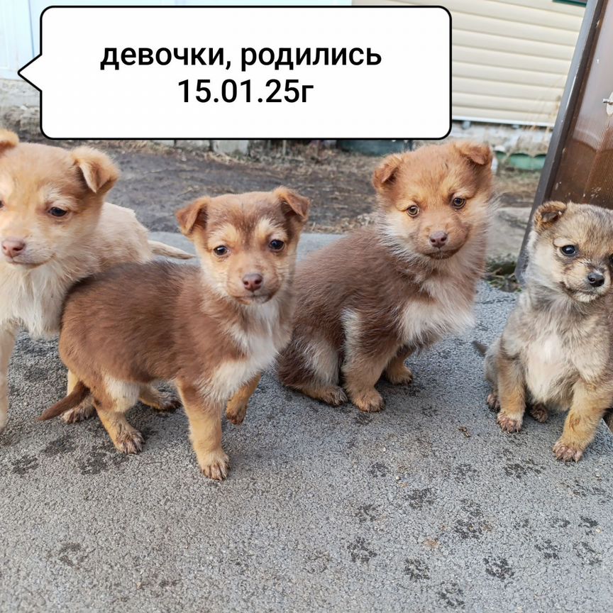 Щенки маленькой дворняжки