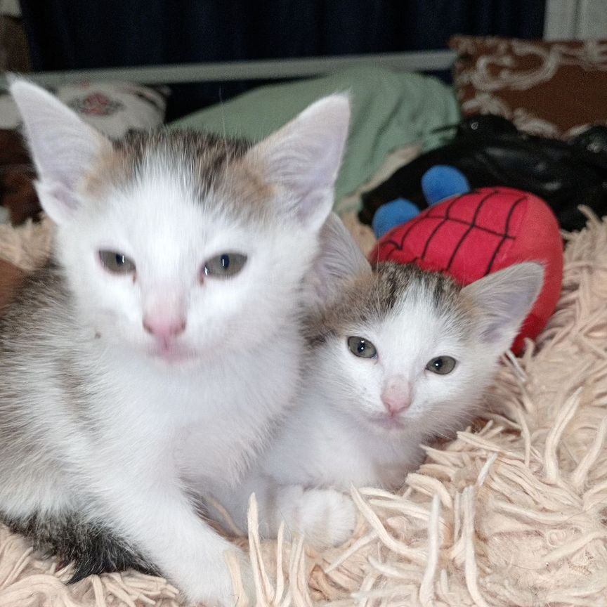 Котята ищут дом