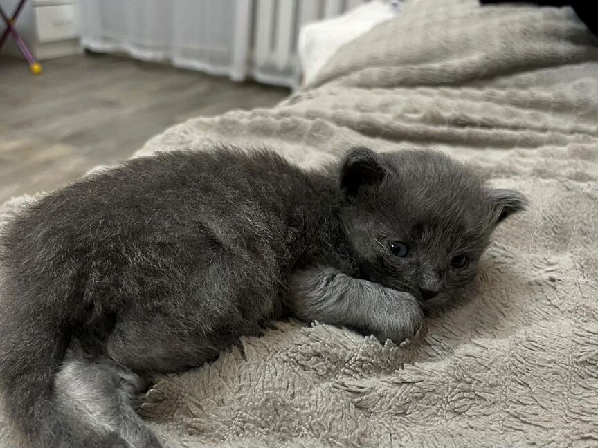 Котенок