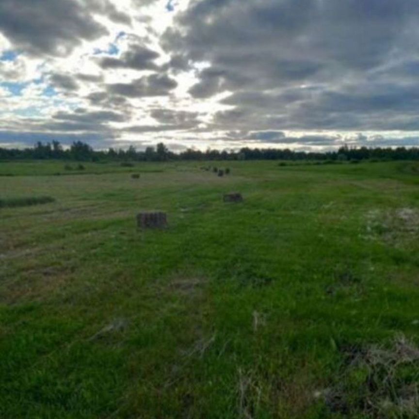 Сено 2024 года