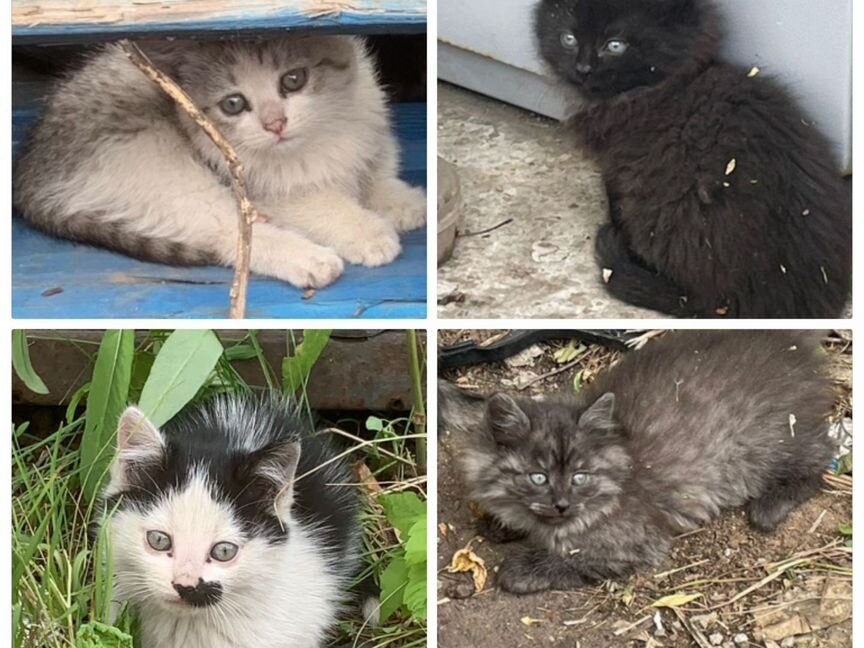 Котята в поисках мам и пап