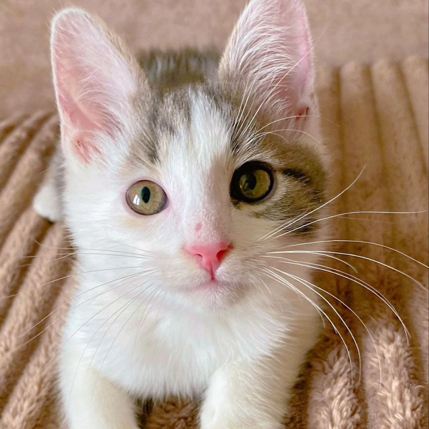 Котенок Бусик, 2.5 месяца