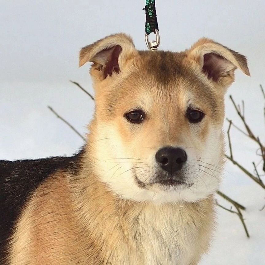 Мэгги.Такая красивая. Не может жить здесь красотк