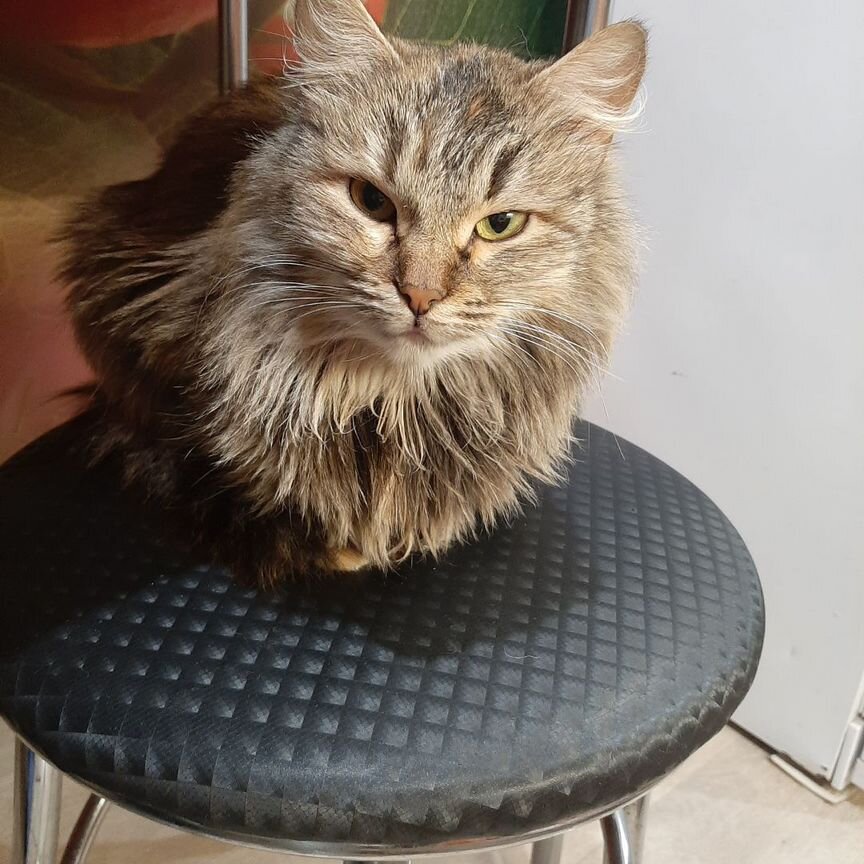 Ласковая кошечка