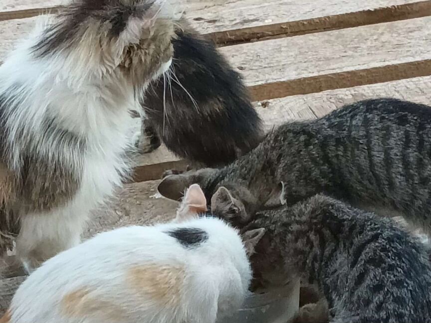 Котята в добрые руки бесплатно