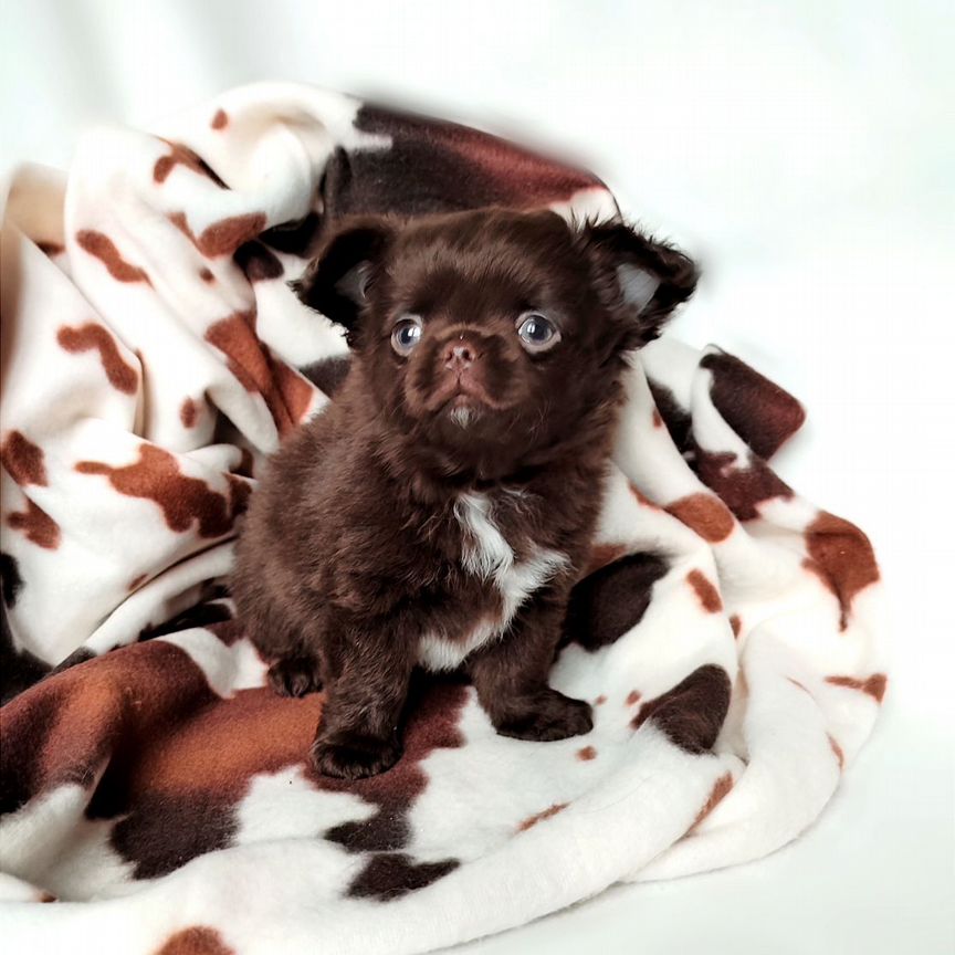 Шоколадный батончик