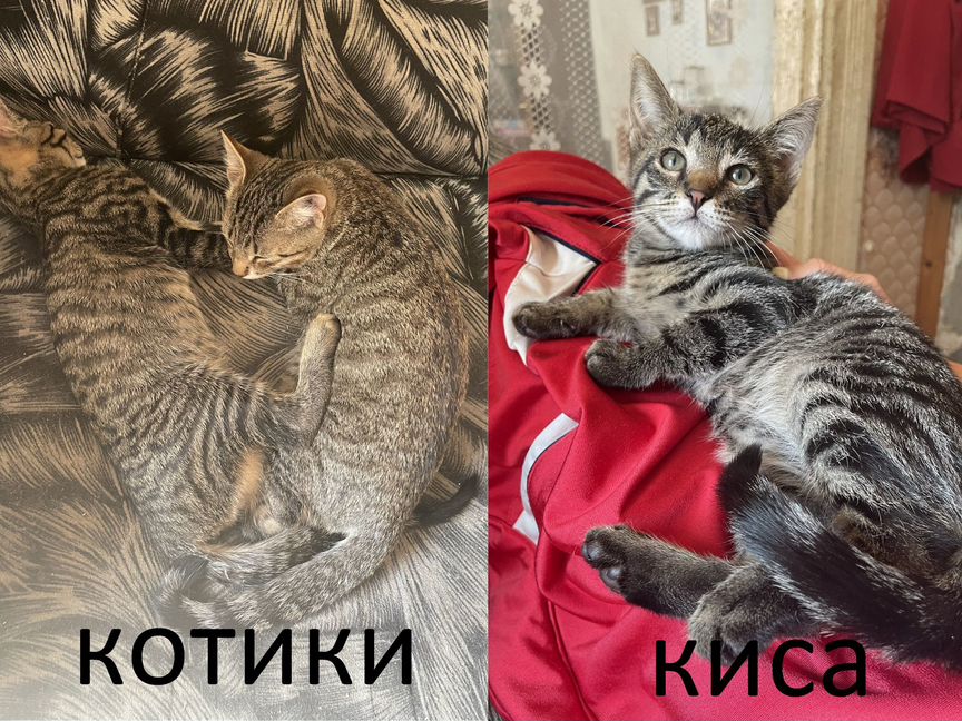 Котята в добрые руки