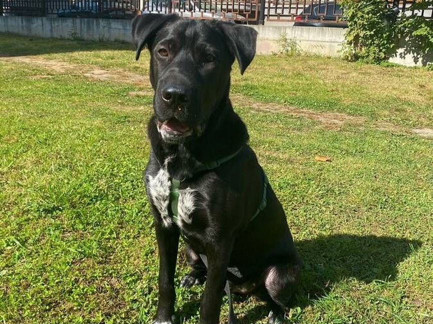 Очаровательный щенок Рик ищет семью