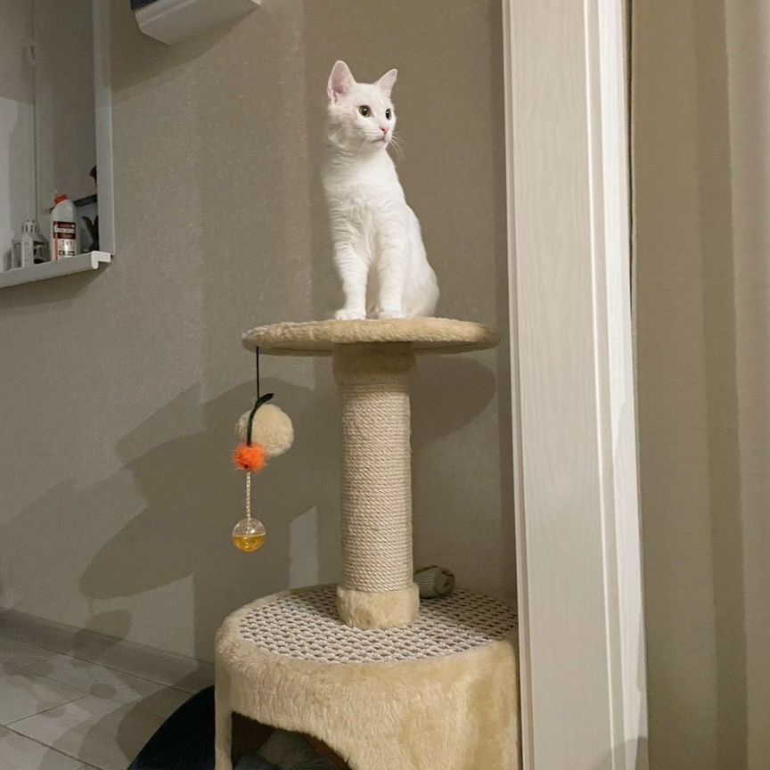 Отдается котенок 4 месяца