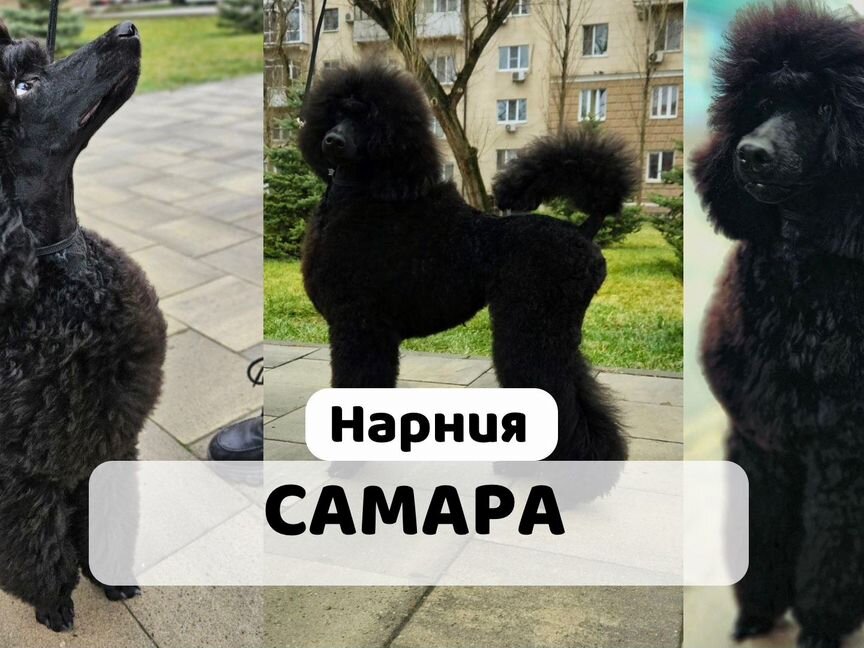 Большой Королевский пудель Самара