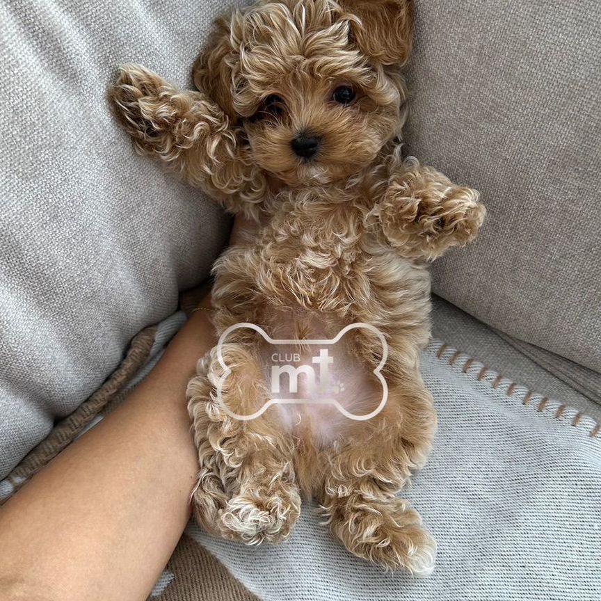 Мальтипу f1 мини