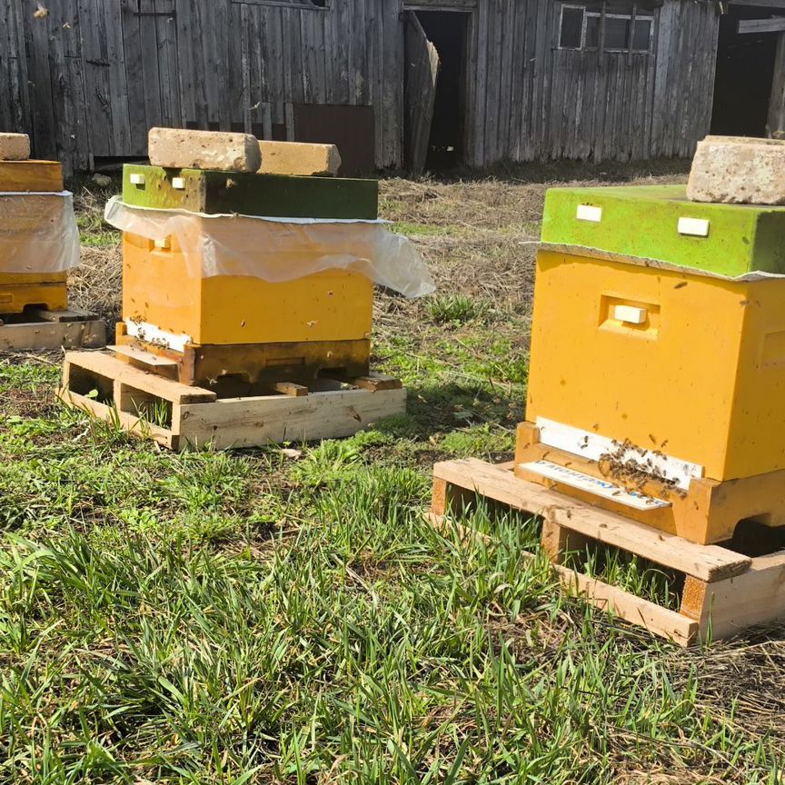 Пчелы зимовалые