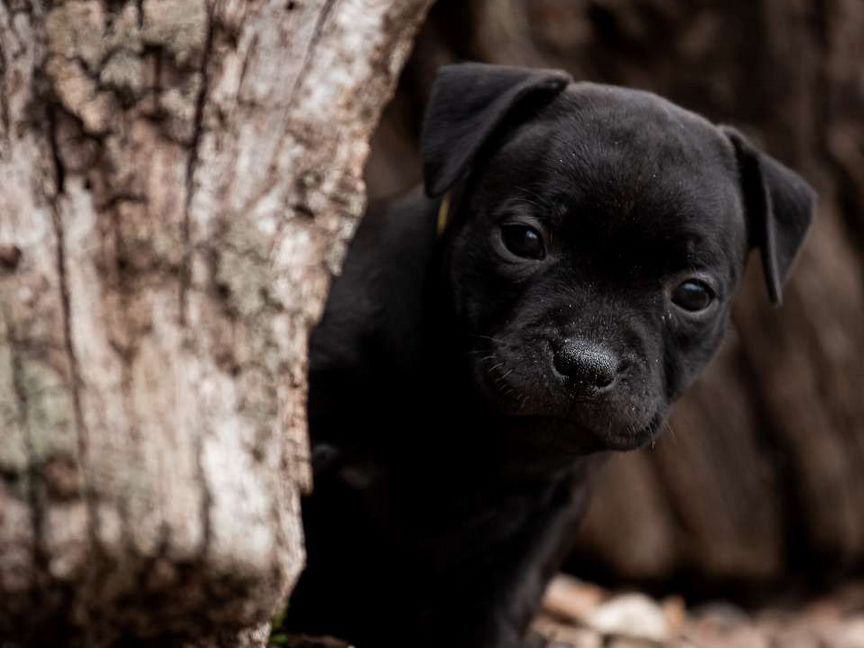 Стаффордширский бультерьер щенки