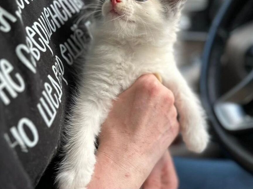 Котенок девочка Вера