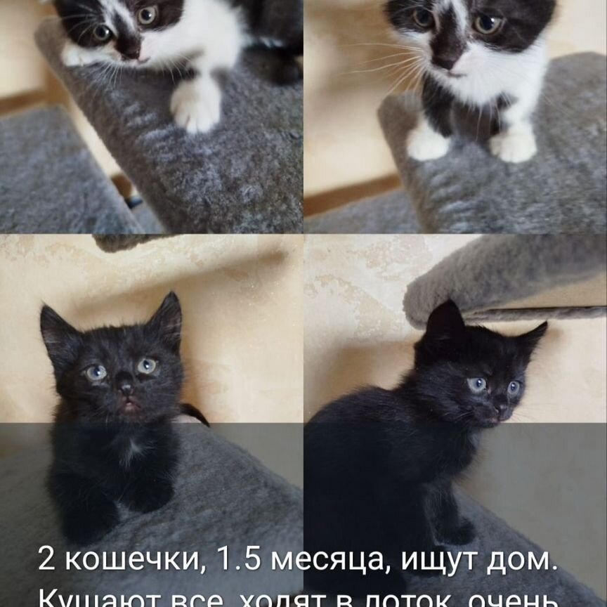 Котята в добрые руки бесплатно девочка