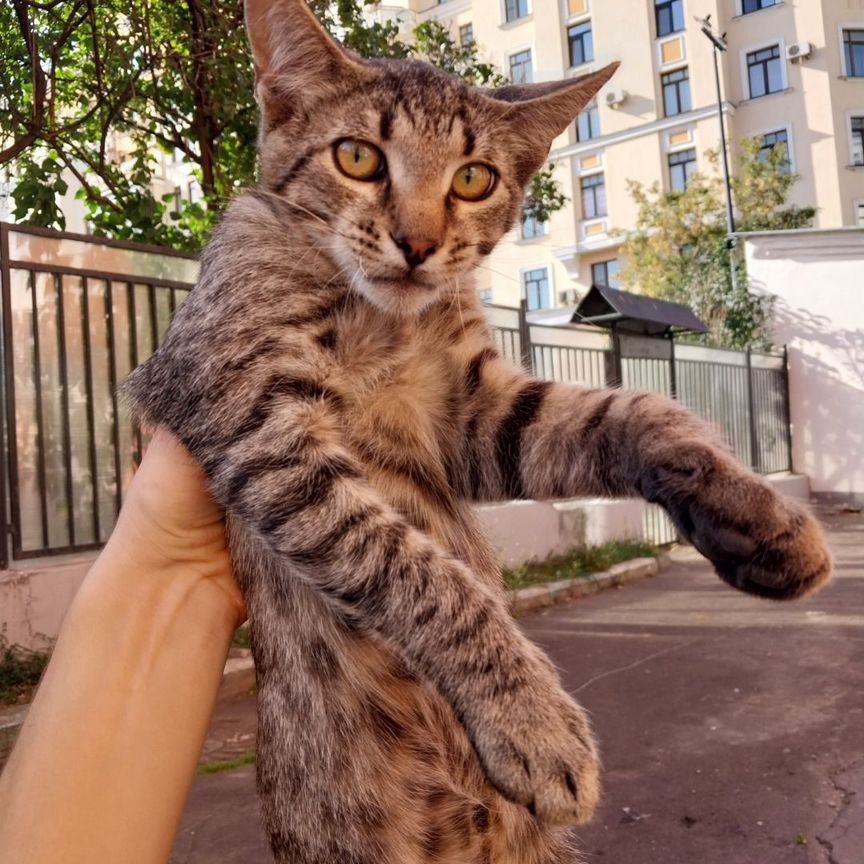 Котик 4 месяца