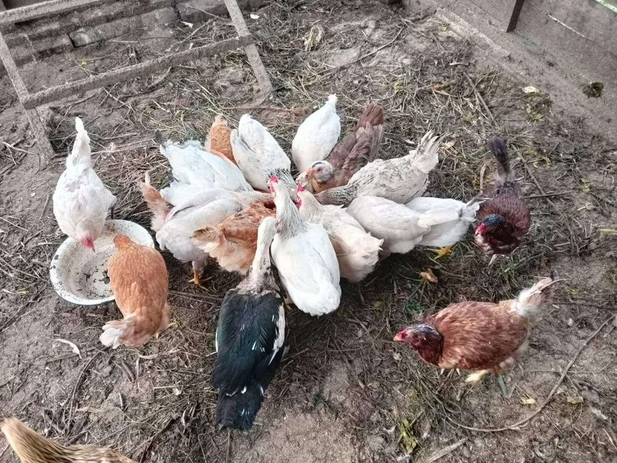Куры несушки