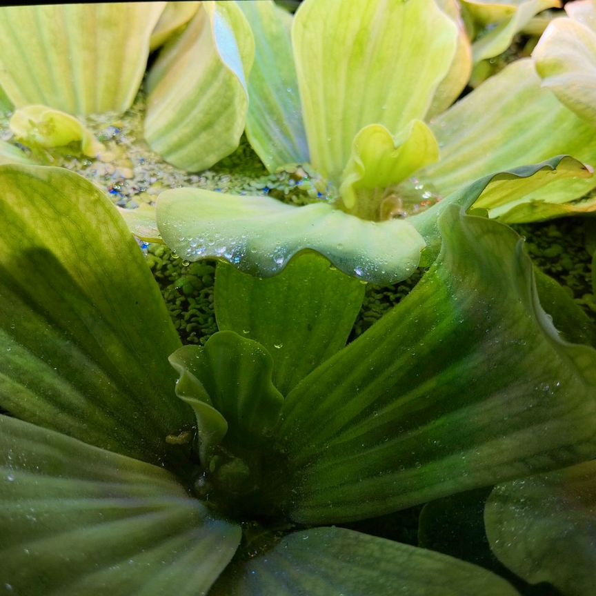 Пистия крупная