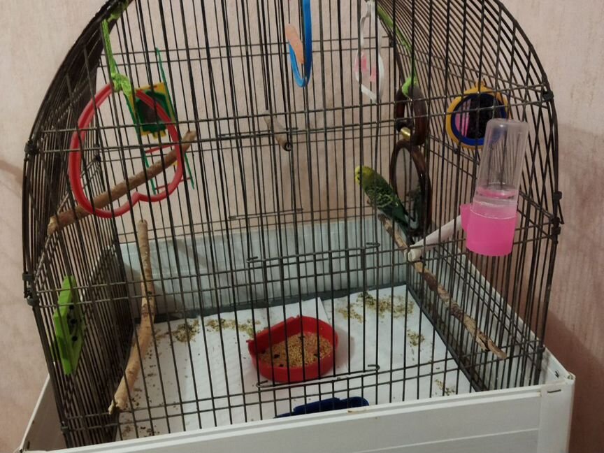 Волнистый попугай с клеткой