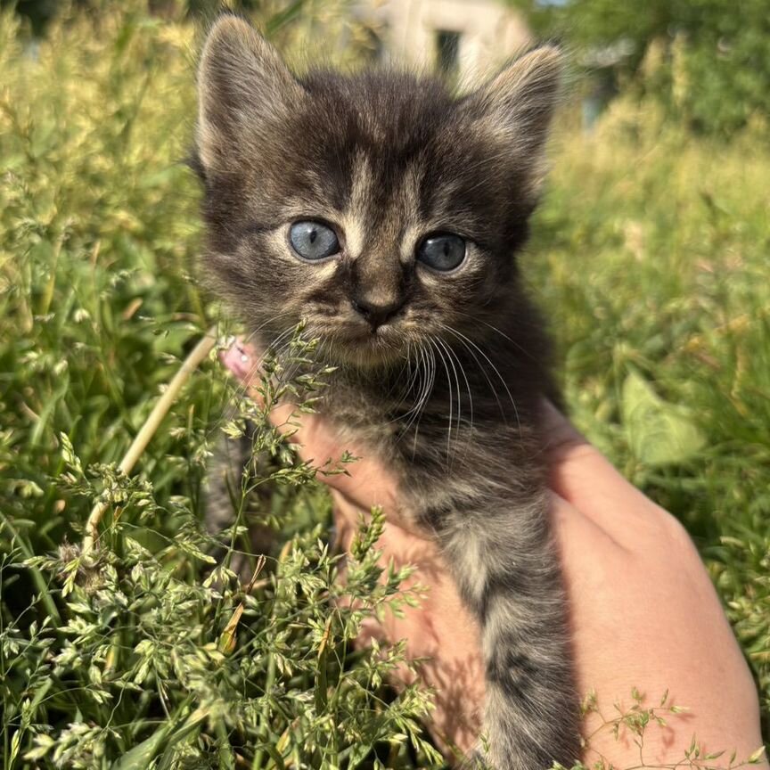 Котята в добрые руки 1 месяц
